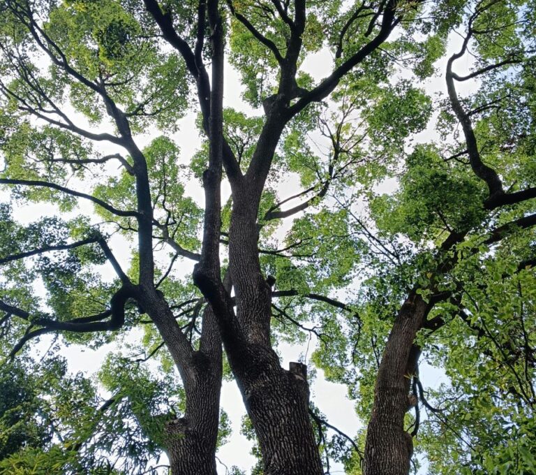 Arbor Day Tree Giveaway by Columbia Parks & Rec